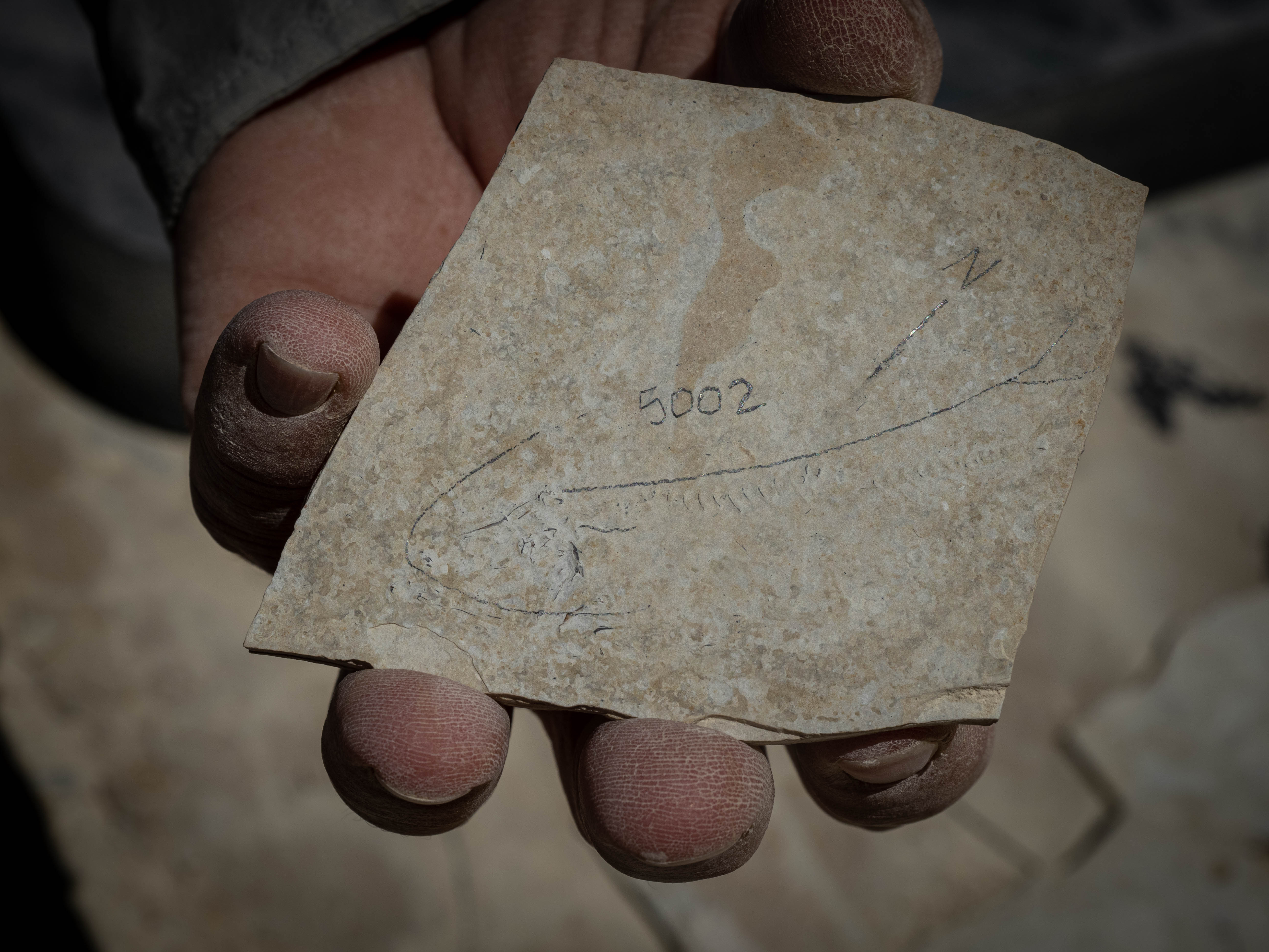 Fossil Butte National Monument – What the Walrus said